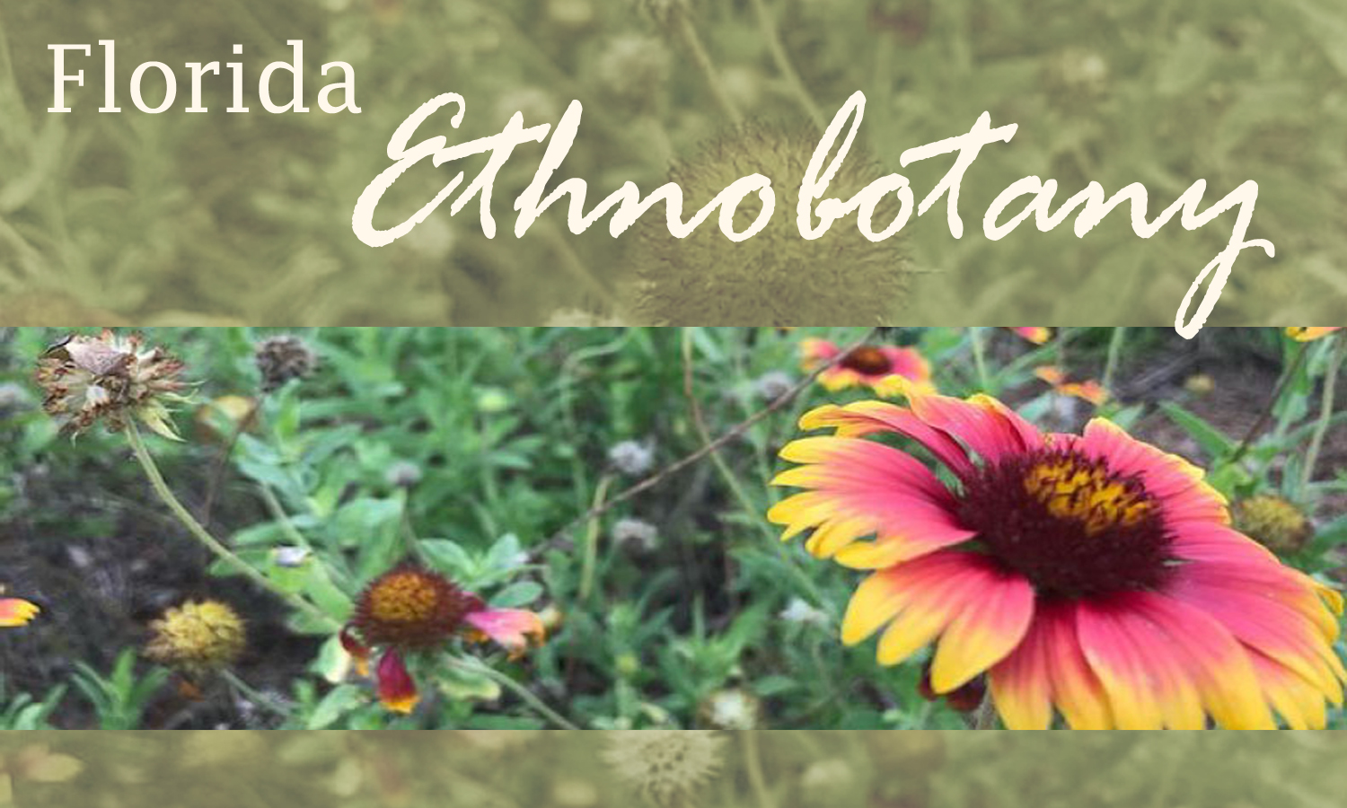 Florida Ethnobotany - Stetson University