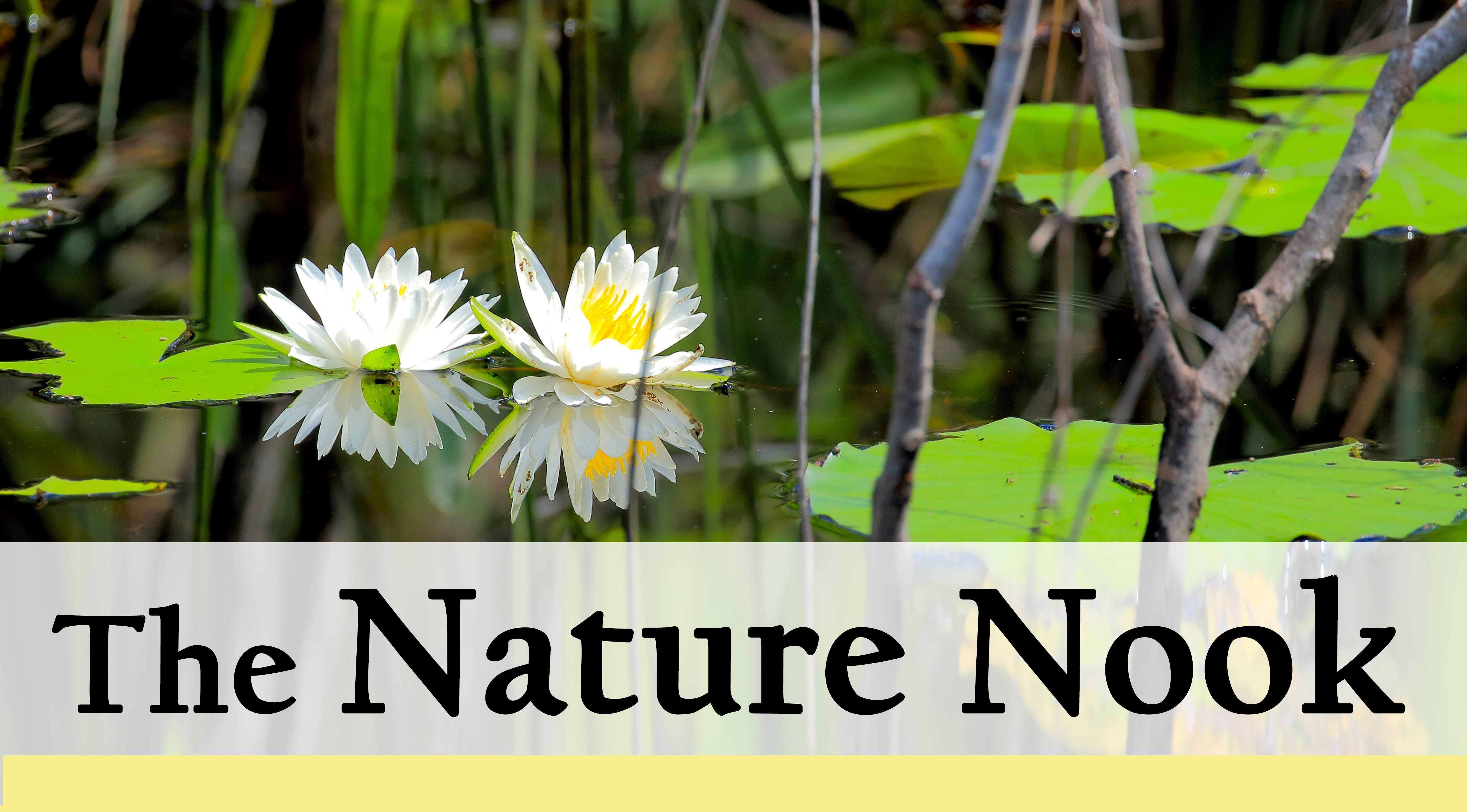 Gillespie Museum - Stetson University